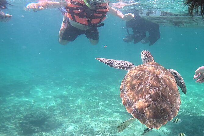 2-Hour Snorkeling in Two Spots of Tulum's Reef - An In-Depth Look at the Tour Experience