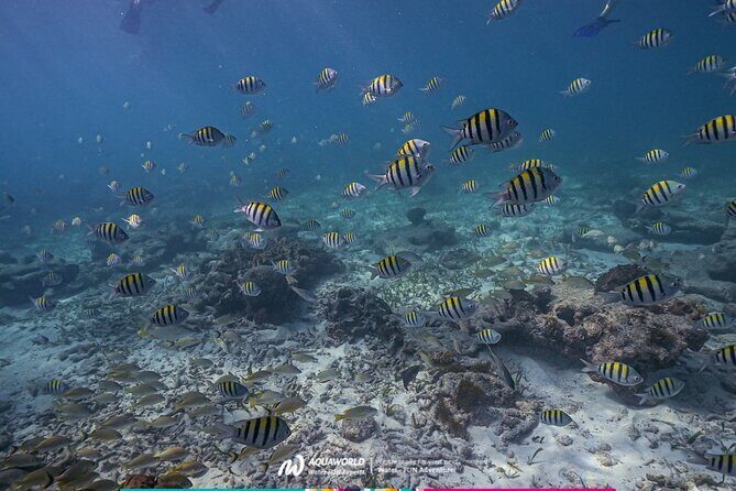 2-Hour Snorkeling Paradise Reef in Cancún Underwater Museum - Who Would Love This Tour?
