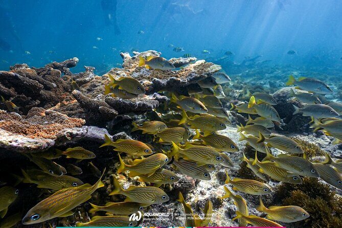 2-Hour Snorkeling Paradise Reef in Cancún Underwater Museum - Frequently Asked Questions