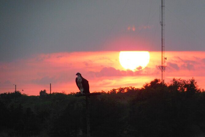 2-Hour Sunset Safari Eco Cruise from Cape May - Discover the Magic of a Sunset Safari Eco Cruise in Cape May