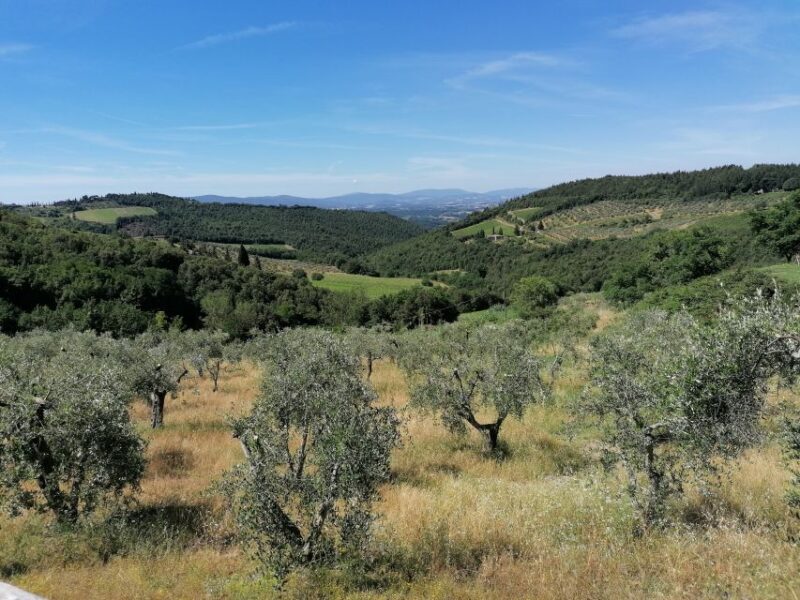 2-hour Vintage Fiat 500 tour with Olive Oil Tasting at Farm - Value and Pricing