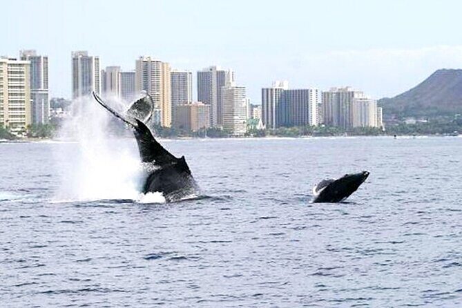 2 Hour Waikiki Whale Watching Cruise from Oahu - The Real Experiences of Travelers