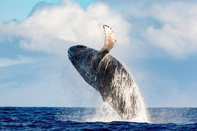 2 Hour Waikiki Whale Watching in Honolulu - Setting Sail on a Modern Trimaran