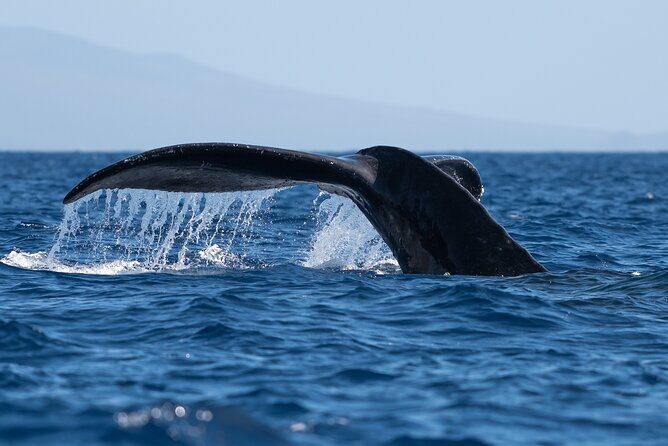 2 Hour Waikiki Whale Watching in Honolulu - Wildlife Encounters & What Youll See