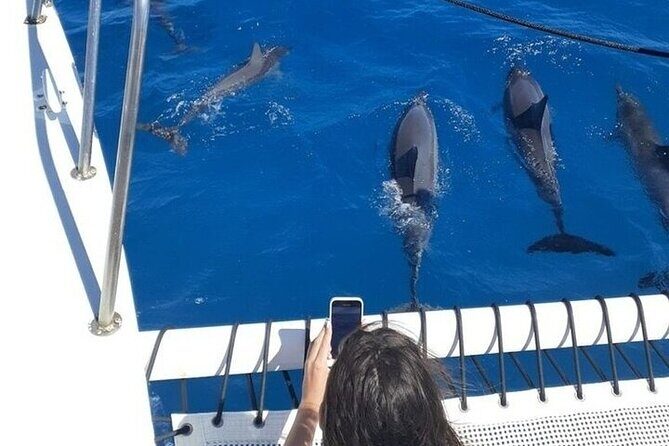 2 Hour Waikiki Whale Watching in Honolulu - Bringing Your Own Food & Refreshments