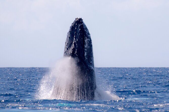 2 Hour Waikiki Whale Watching in Honolulu - Group Dynamics & Size