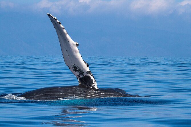 2 Hour Waikiki Whale Watching in Honolulu - Pricing & Overall Value