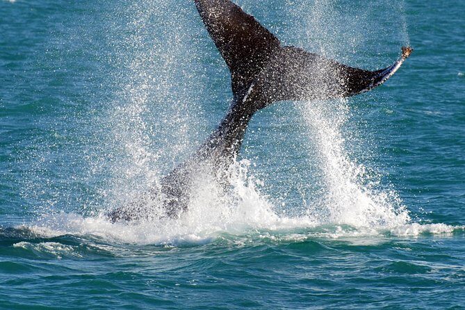 2 Hour Whale-Watching Cruise from Hillarys Boat Harbour - Who Will Love This Tour?