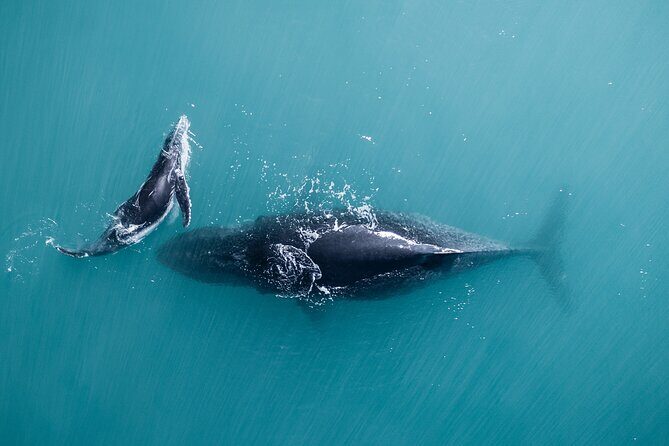 2 hour whale watching experience departing Hillarys Boat Harbour - Final Thoughts