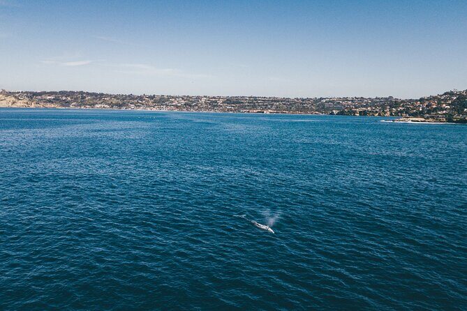 2 Hour Whale Watching Kayak Tour for Two - An In-Depth Look at the Experience