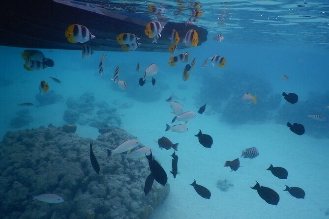 2 hours discovery tour of Moorea by Jet Ski - Why This Tour Is Worth Considering