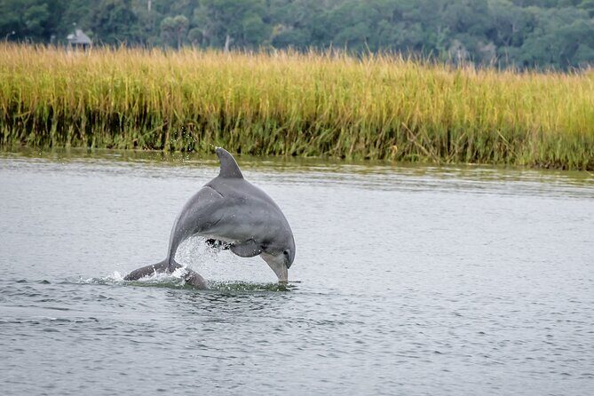 2 Hours Dolphin Eco Tour - Exploring Savannah’s Marine World: A 2-Hour Dolphin Eco Tour
