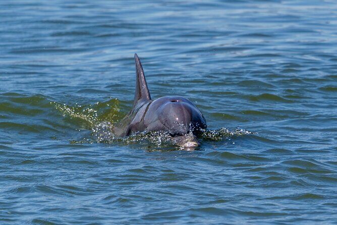 2 Hours Dolphin Eco Tour - An In-Depth Look at the Savannah Dolphin Eco Tour