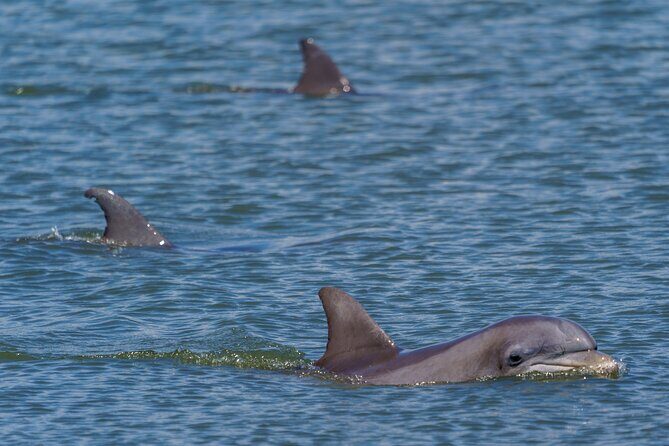 2 Hours Dolphin Eco Tour - Final Thoughts