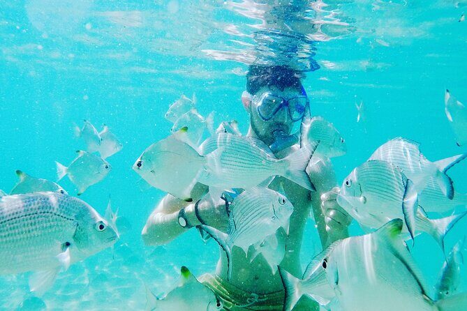2 Hours Dolphin Kayaking & Snorkeling Tour on the Broadwater - An In-Depth Look at the Tour Experience