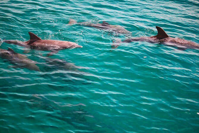 2 Hours Guided Dolphin Tour in Florida - Frequently Asked Questions