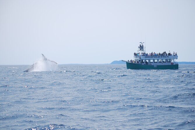 2 Hours Guided Whale and Bird Boat Tour in Bay Bulls - An In-Depth Look at the Tour Experience