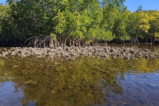 2 Hours Kayak Eco Tour in Tarpon Springs - Final Thoughts: Is This Tour Worth It?
