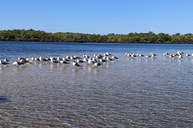 2 Hours Kayak Eco Tour in Tarpon Springs - FAQ