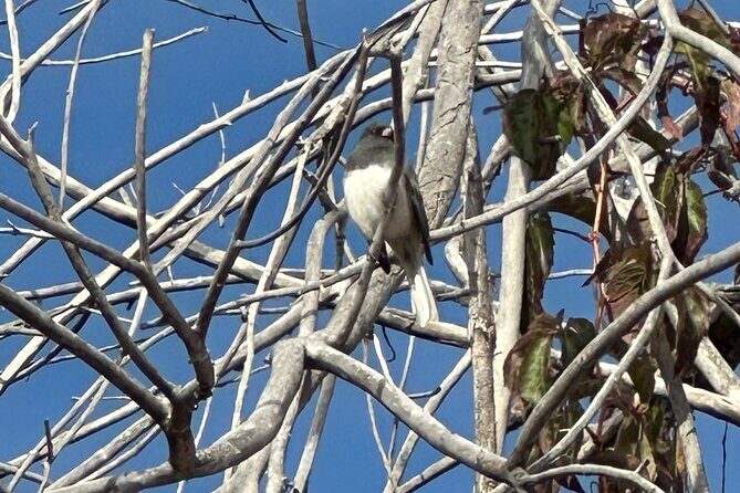 2 Hours of Mindful Bird Watching near Denver - An Authentic Encounter with Denver’s Birdlife