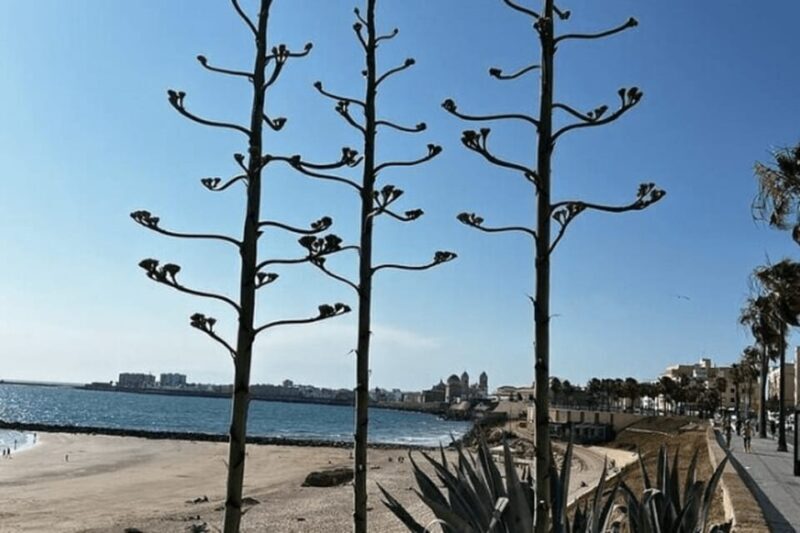 2 Hours Private Historical Tour in Cadiz - Key Points