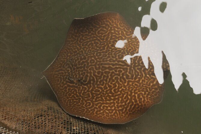 2 Hours Private Mangrove Tour Langkawi - The Sum Up