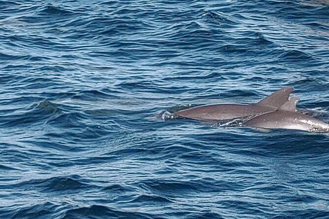 2 Hours Swim with the Dolphins in Panama City - Final Thoughts