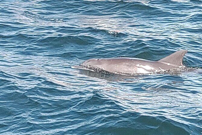 2 Hours Swim with the Dolphins in Panama City - Engaging Review of the 2 Hours Swim with the Dolphins in Panama City