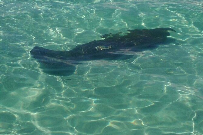 2 Hours Swim with the Dolphins in Panama City - A Deep Dive into the Experience