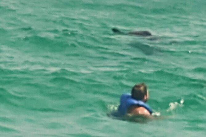 2 Hours Swim with the Dolphins in Panama City - The Sum Up