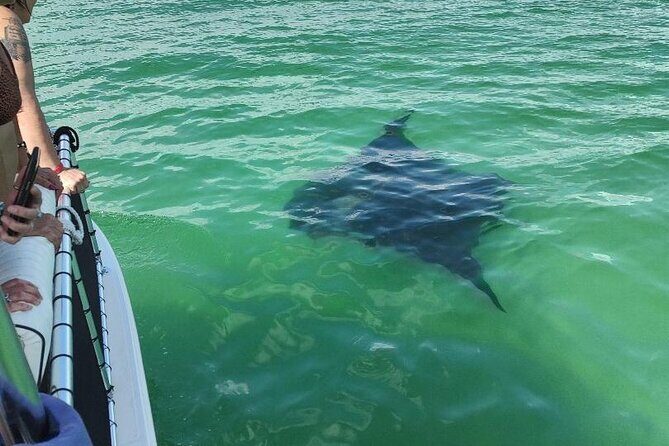 2 Hours Swim with the Dolphins in Panama City - Frequently Asked Questions