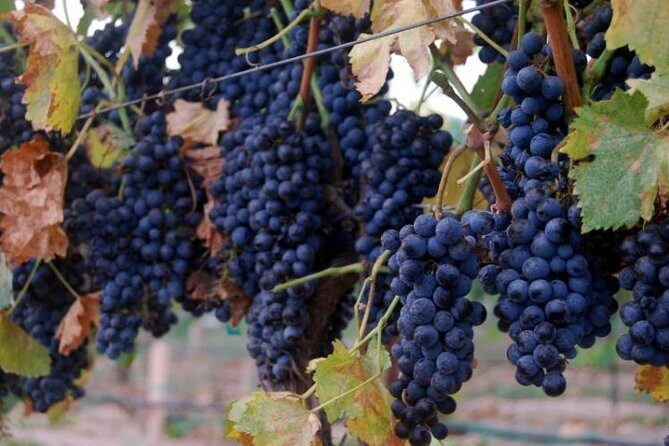 2 Hours Water to Wine Kayak Trip from Cottonwood - FAQs
