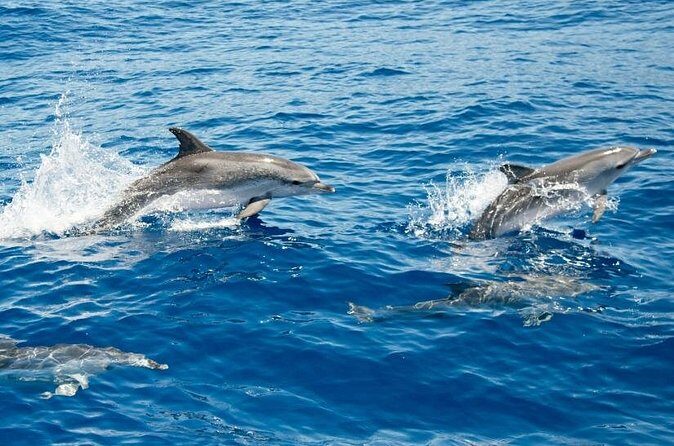 2 HR Dolphin Tour in North Myrtle Beach - FAQs