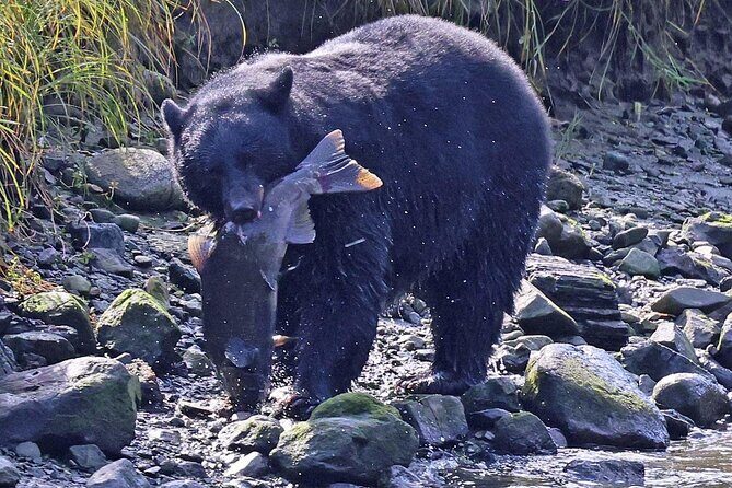 2 hr Private Custom Tour of Ketchikan (4 people) Wildlife + More - Introduction