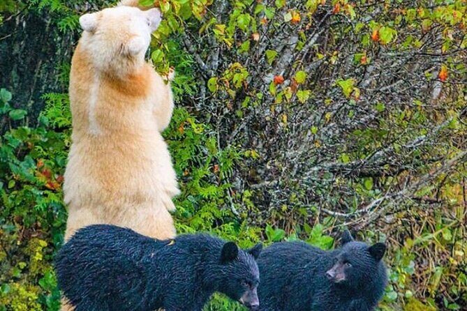 2 hr Private Custom Tour of Ketchikan (4 people) Wildlife + More - An Honest Look at the 2-Hour Private Tour of Ketchikan