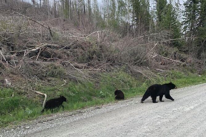 2 hr Private Custom Tour of Ketchikan (4 people) Wildlife + More - The Sum Up