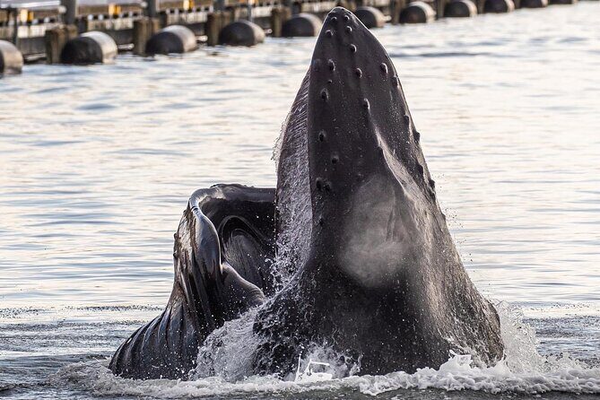 2 hr Private Custom Tour of Ketchikan (4 people) Wildlife + More - FAQ