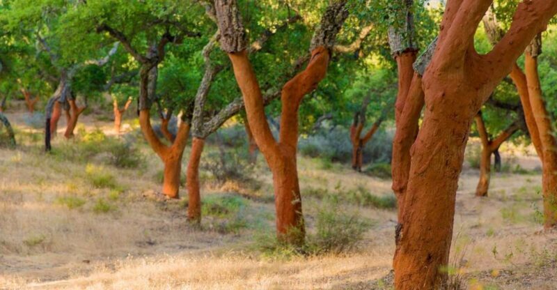 2 hr Walk in the Cork Forest - Experience a 2-hour walk in Portugal’s cork forest: an authentic journey into nature and local craftsmanship