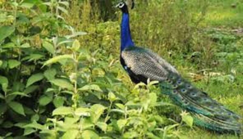 2 N 3 Days Chitwan tour package from Pokhara or Kathmandu - Arrival in Sauraha: A Gateway to Wilderness