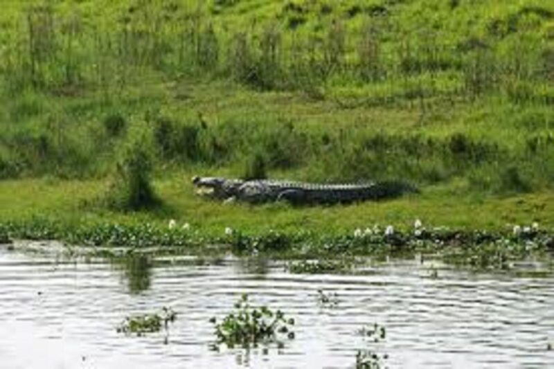 2 N 3 Days Chitwan tour package from Pokhara or Kathmandu - Day 3: Bird Watching & Departure