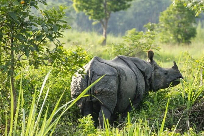 2 Night 3 Day Chitwan Jungle Safari Tour from Pokhara - Practical Details and Tips