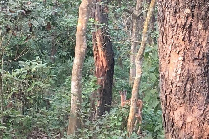 2 Night 3 Days Chitwan Jungle Safari Tour from Kathmandu - First Day in Chitwan: Setting the Scene