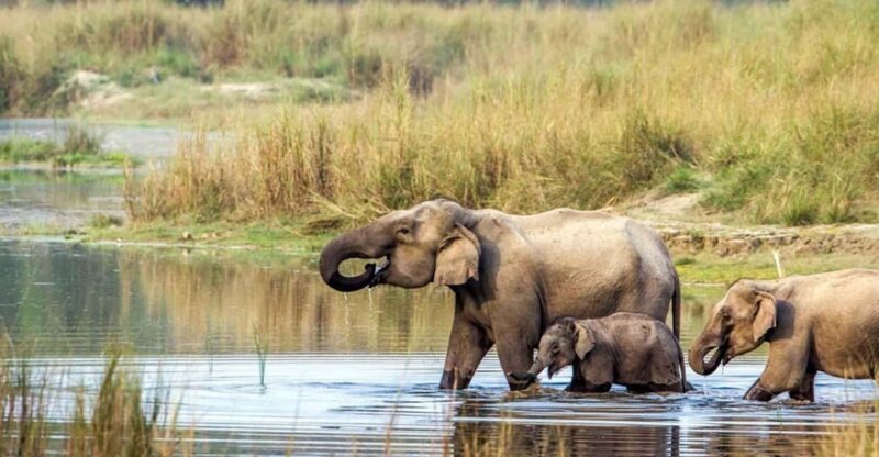 2 Night 3 Days Chitwan National Park/From Kathmandu/Pokhra - Key Points