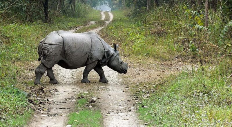 2 Night 3 Days Chitwan National Park/From Kathmandu/Pokhra - FAQ