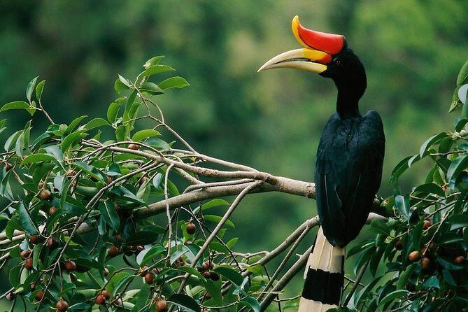 2-Night Danum Valley Borneo Rainforest Lodge Hiking and Wildlife Adventure - Key Points
