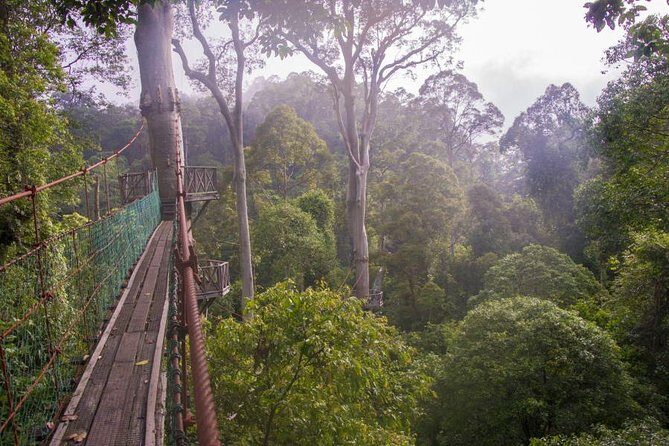 2-Night Danum Valley Borneo Rainforest Lodge Hiking and Wildlife Adventure - An In-Depth Look at Your Borneo Rainforest Journey
