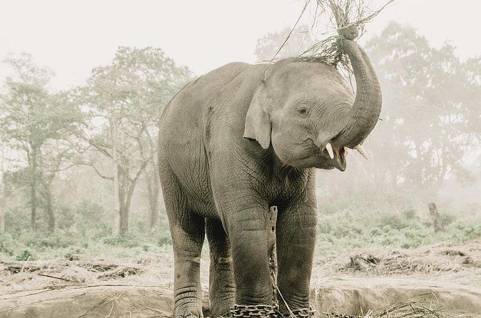 2 Night Jungle Safari Tour in Chitwan National Park - Who Should Consider This Tour?