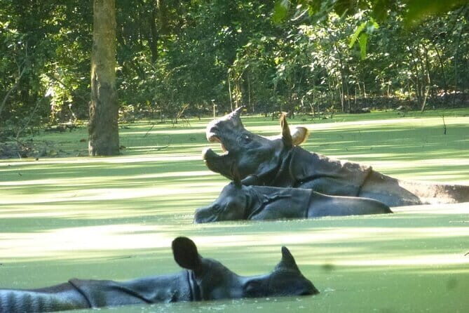 2 Nights 3 Days Chitwan National Park Package with Jeep Safari - Exploring the Itinerary in Detail