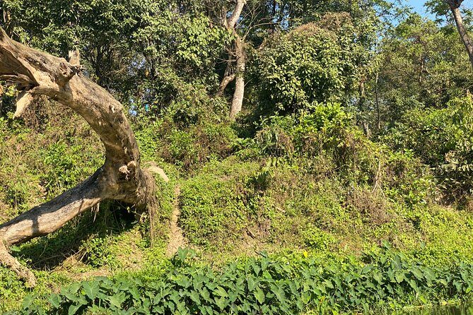 2 Nights 3 Days Chitwan Safari Tour from Kathmandu or Pokhara - Who Is This Tour Best For?