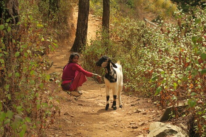 2 Nights / 3 Days Delhi to Mahavatar BabaJi Cave Tour in India - Authentic Food and Local Flavors